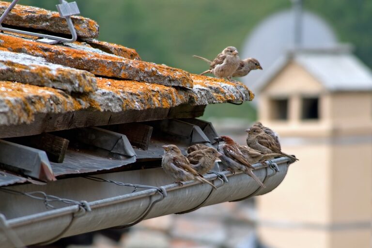 6 Top Types Of Gutter Guards To Consider Kiwi Box