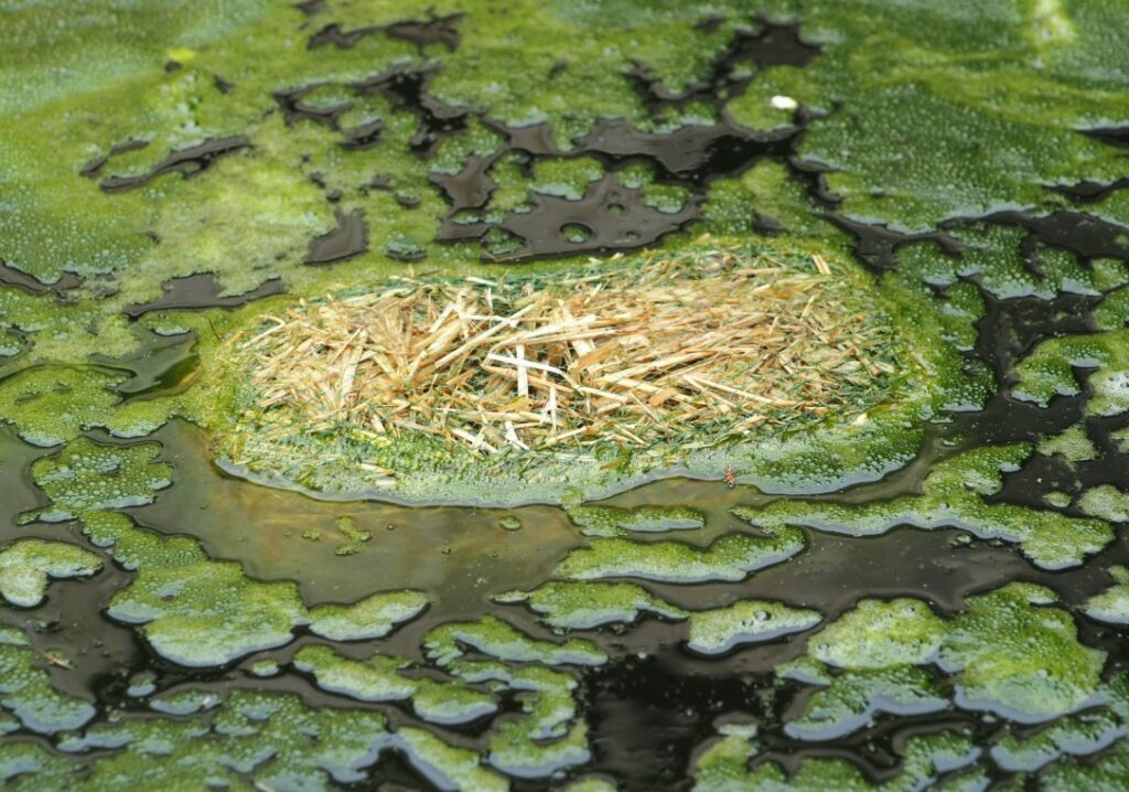 The Do’s and Don’ts of Maintaining a Healthy Pond Ecosystem - KiwiBox