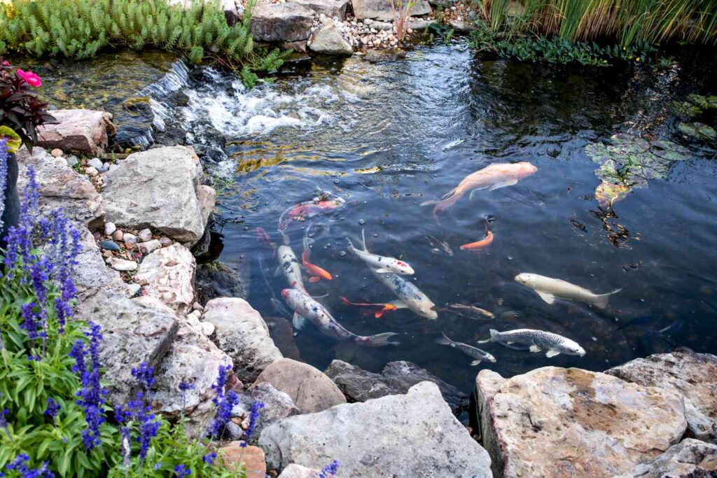 The Do’s and Don’ts of Maintaining a Healthy Pond Ecosystem - Kiwi Box