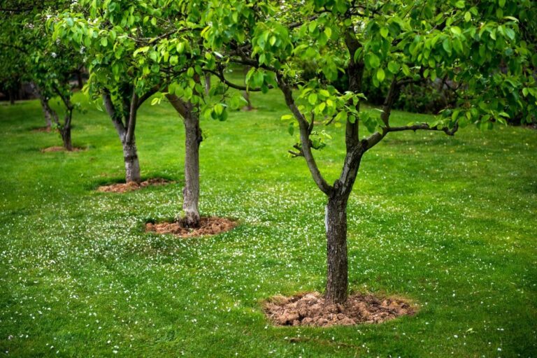 Top 13 Low-Maintenance Trees to Enhance Your Backyard - Kiwi Box