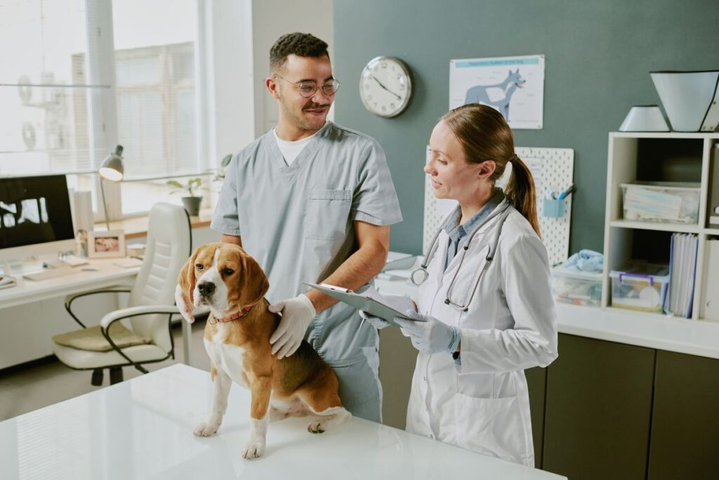 Choosing A Veterinary Clinic Near You: What To Check Before Booking The ...